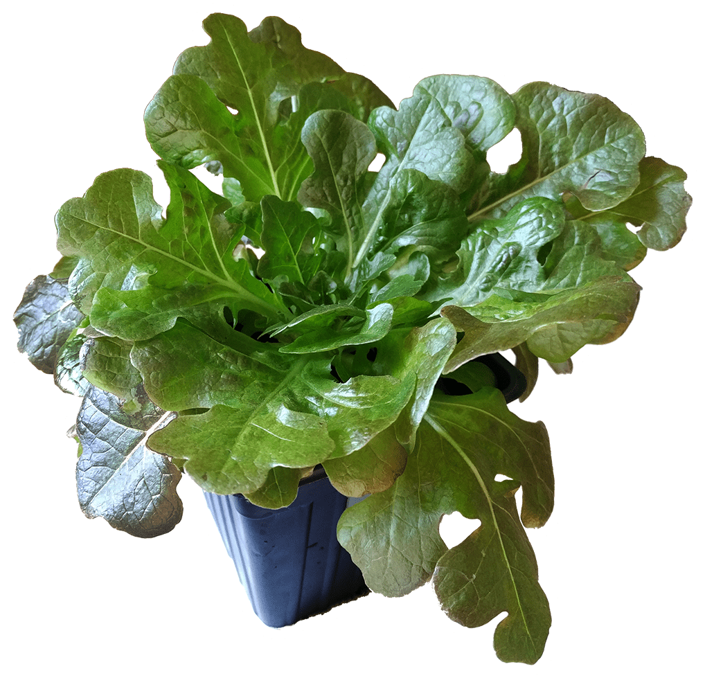 Lettuce, Red Leaf, New Red Fire - The Backyard Urban Farm Company