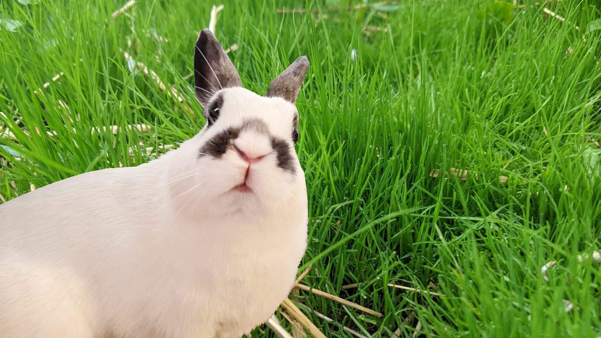 Down the Rabbit Hole: The Year of Growing Food for my Bunny - The ...