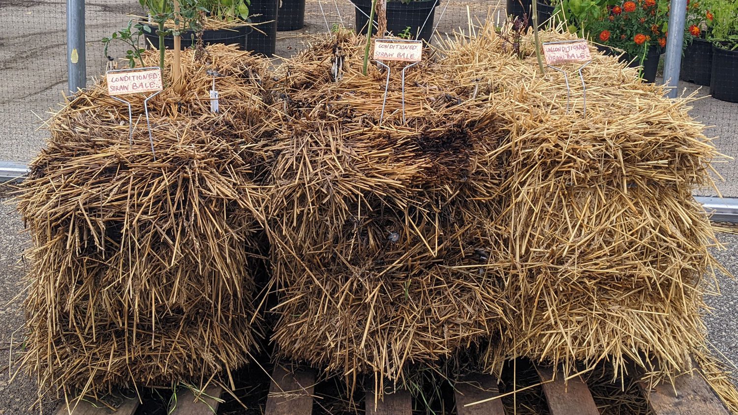 Straw Bale Gardening - The Backyard Urban Farm Company